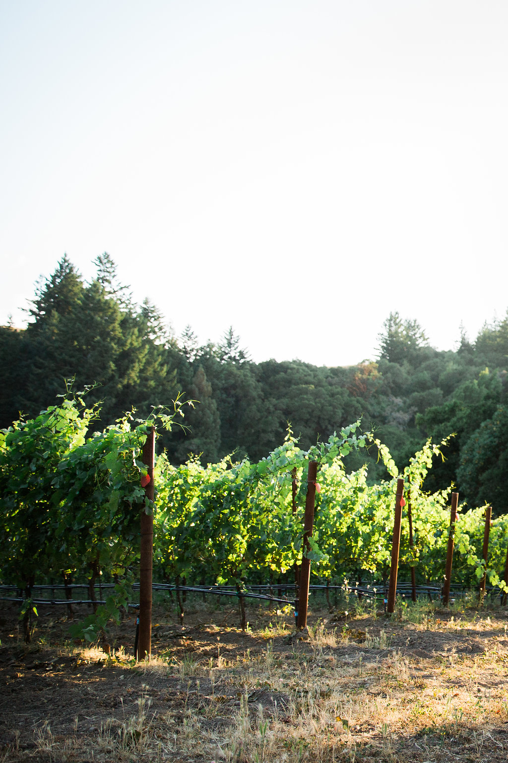 Venue Spotlight: Thomas Fogarty Winery | Wedding Woof